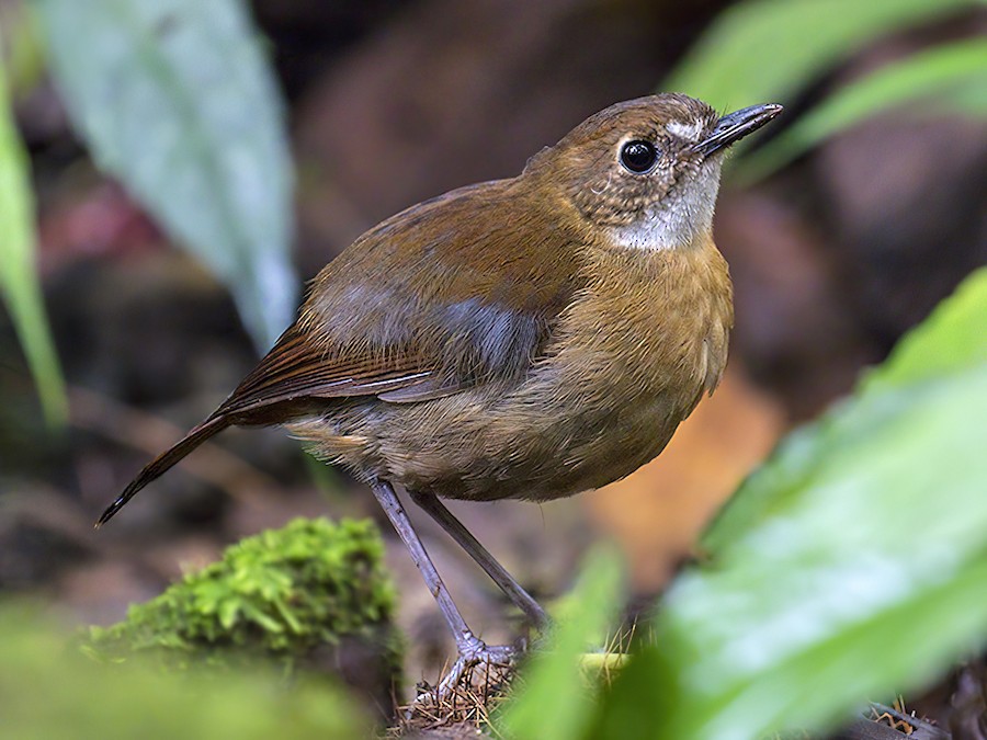 Lesser Ground-Robin - eBird
