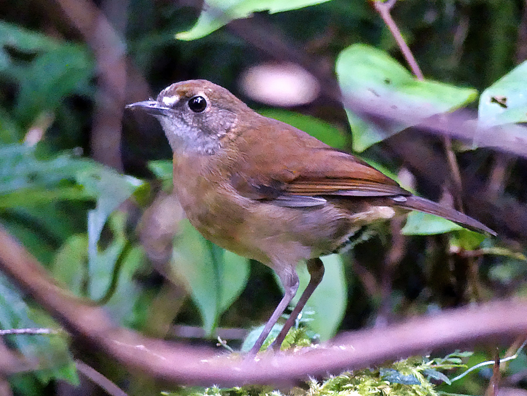 Lesser Ground-Robin - eBird
