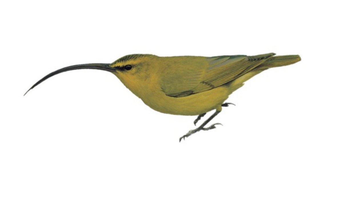 Kauai Akialoa - Akialoa stejnegeri - Birds of the World