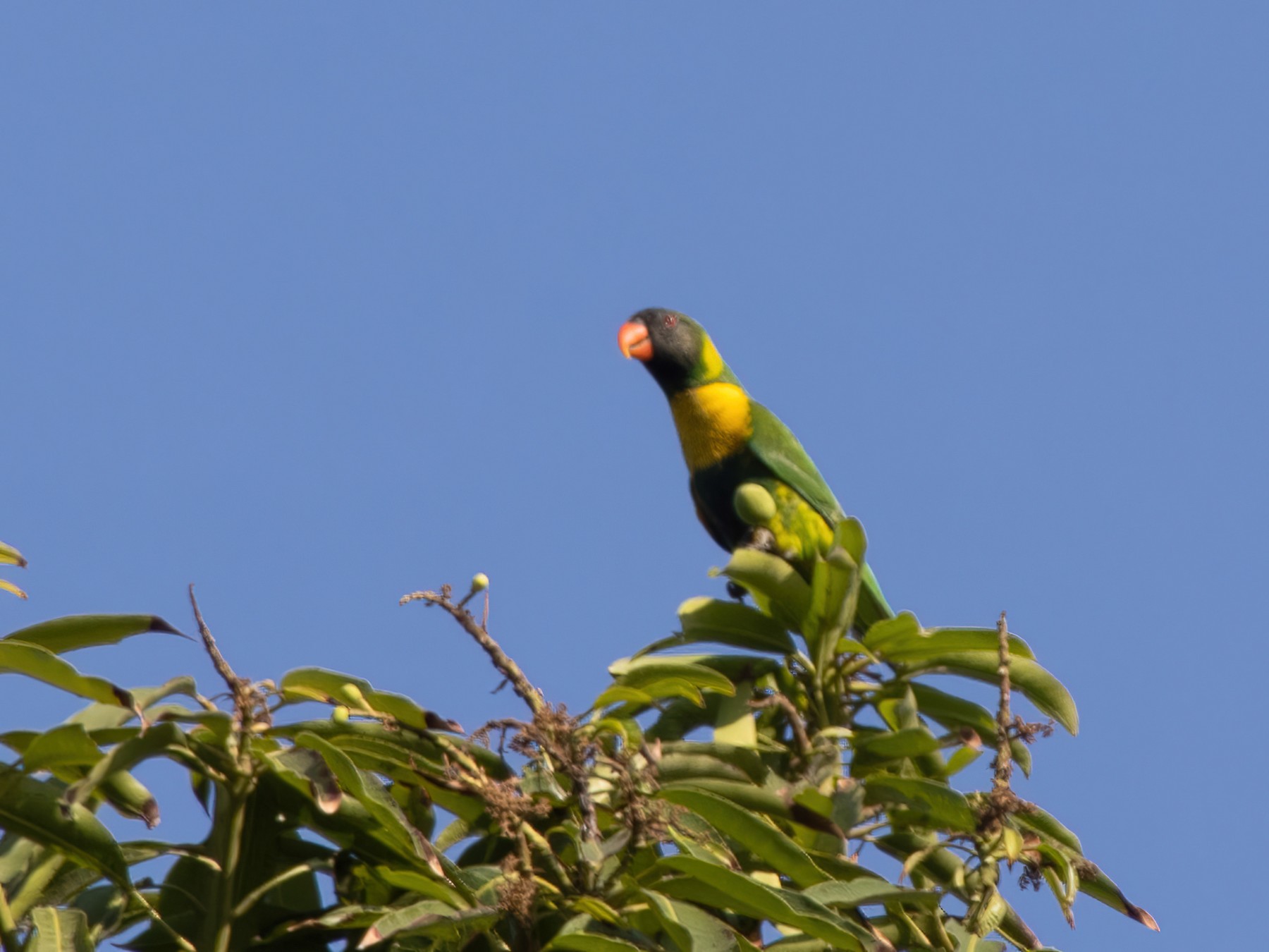 Marigold Lorikeet - eBird