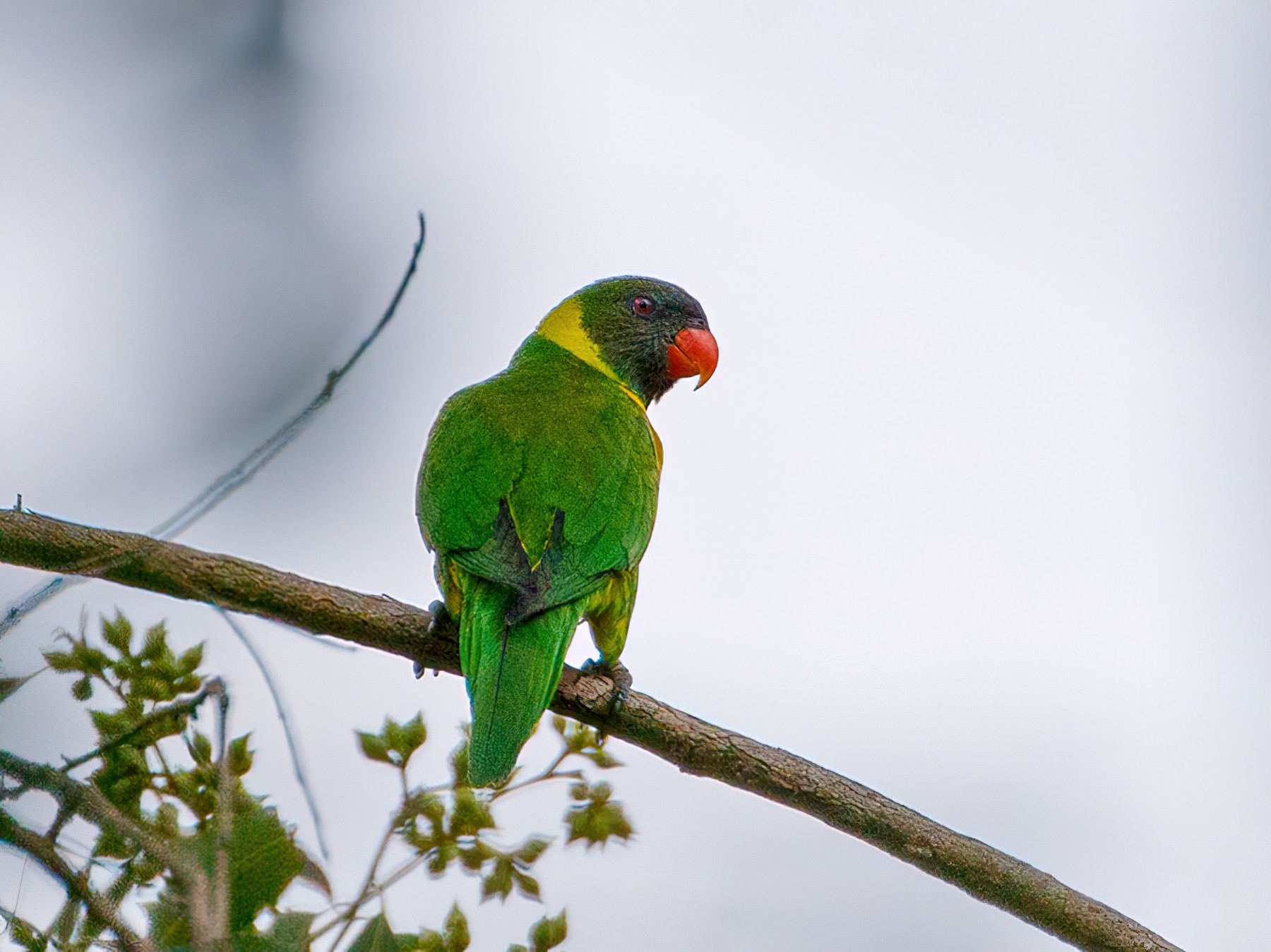 Marigold Lorikeet - eBird