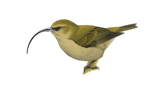 Oahu Akialoa - Akialoa ellisiana - Birds of the World