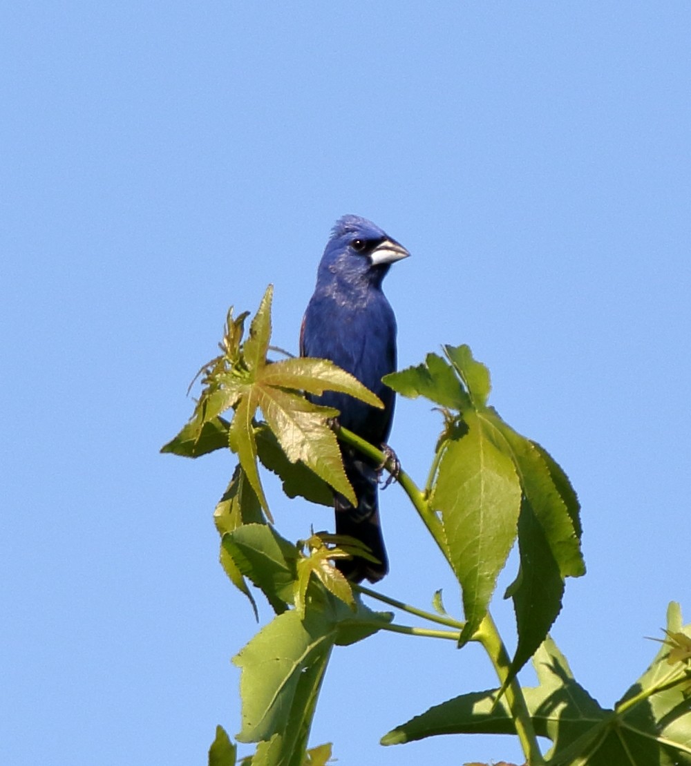 Maryland-DC Breeding Bird Atlas Checklist - 15 Jun 2022 - Mason ...