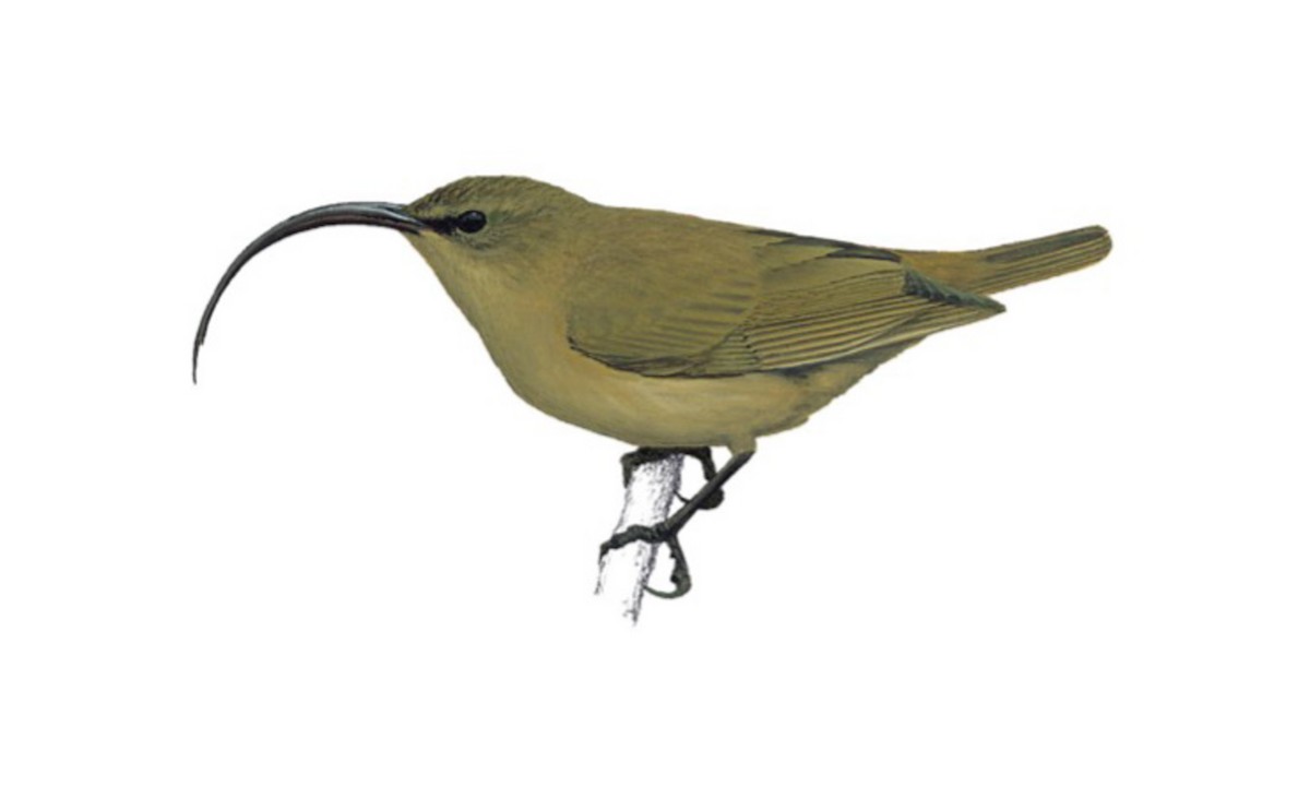 Lesser Akialoa - Akialoa obscura - Birds of the World