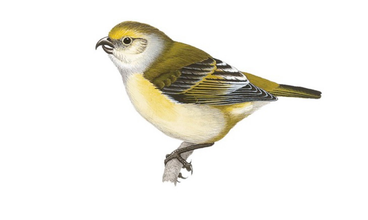 Lanai Hookbill - Dysmorodrepanis munroi - Birds of the World