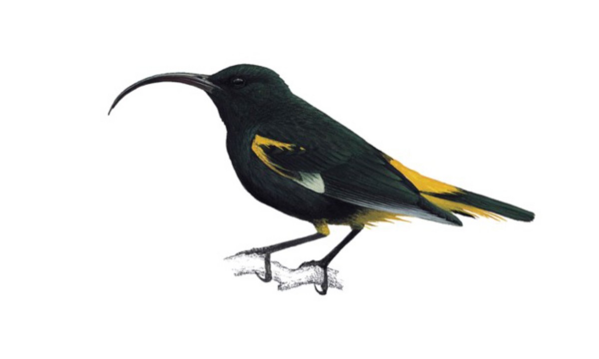 Hawaii Mamo - Drepanis pacifica - Birds of the World