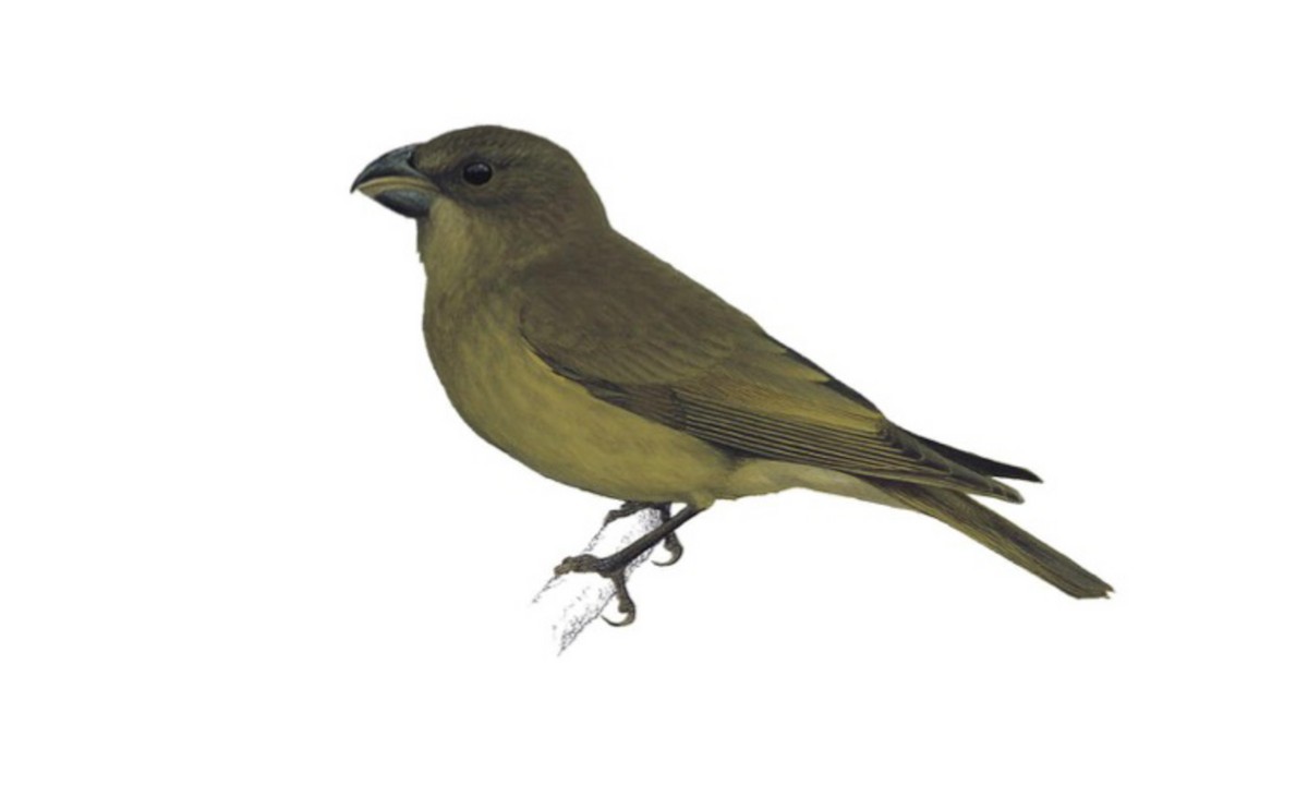 Greater Koa-Finch - Rhodacanthis palmeri - Birds of the World