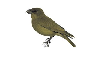 Lesser Koa-Finch - Rhodacanthis flaviceps - Birds of the World