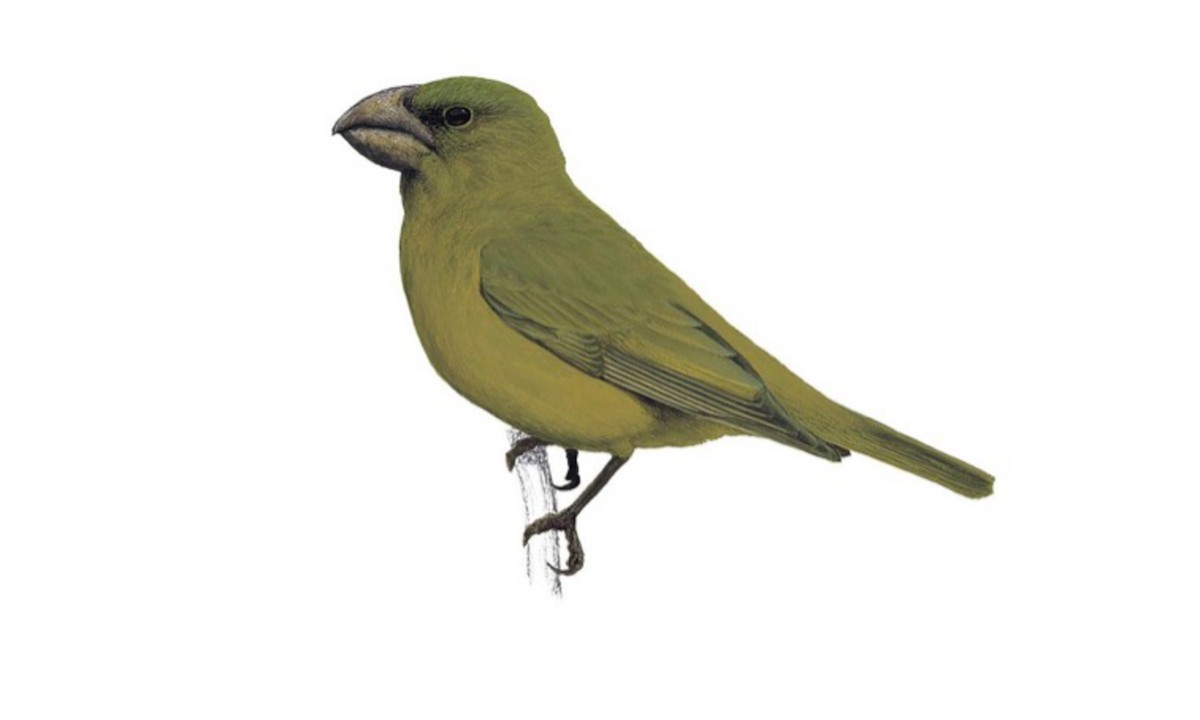 Kona Grosbeak - Chloridops kona - Birds of the World