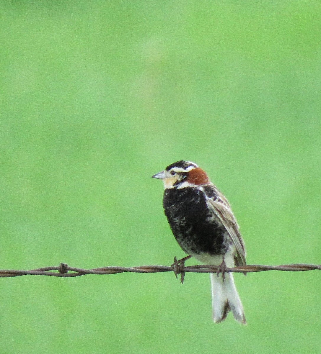 eBird Checklist - 10 Jun 2022 - 16200–16278 88th St SW, Rhame US-ND 46. ...