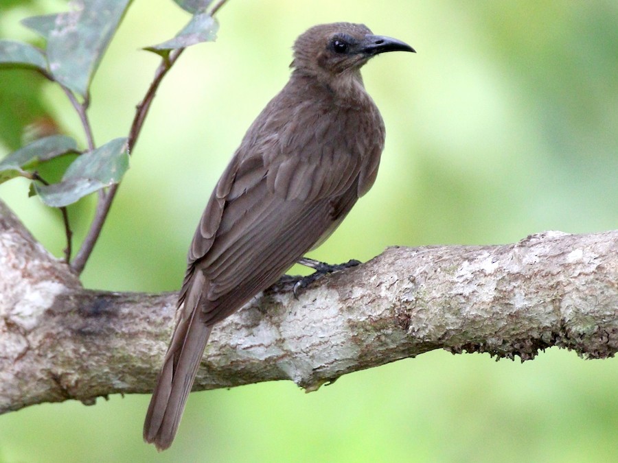 Meyer's Friarbird - eBird