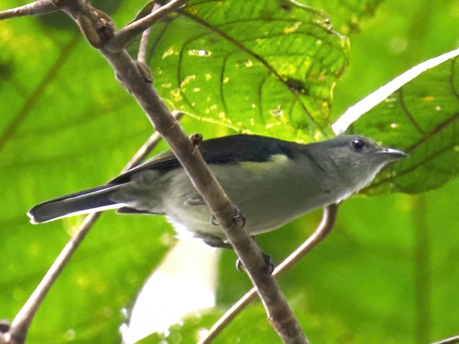 Mid-mountain Berrypecker - eBird