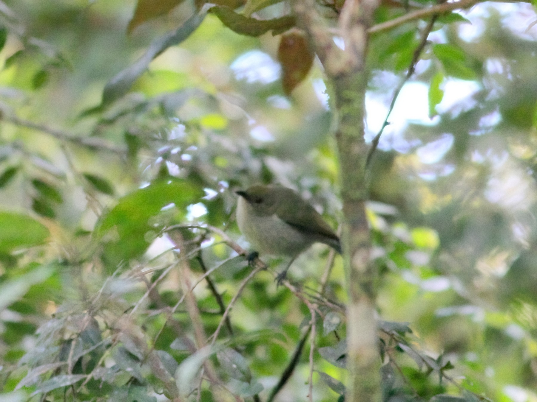 Burung-buah dada-kuning - eBird
