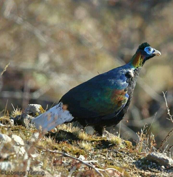 eBird Checklist - 9 May 2017 - Sela Pass - 26 species