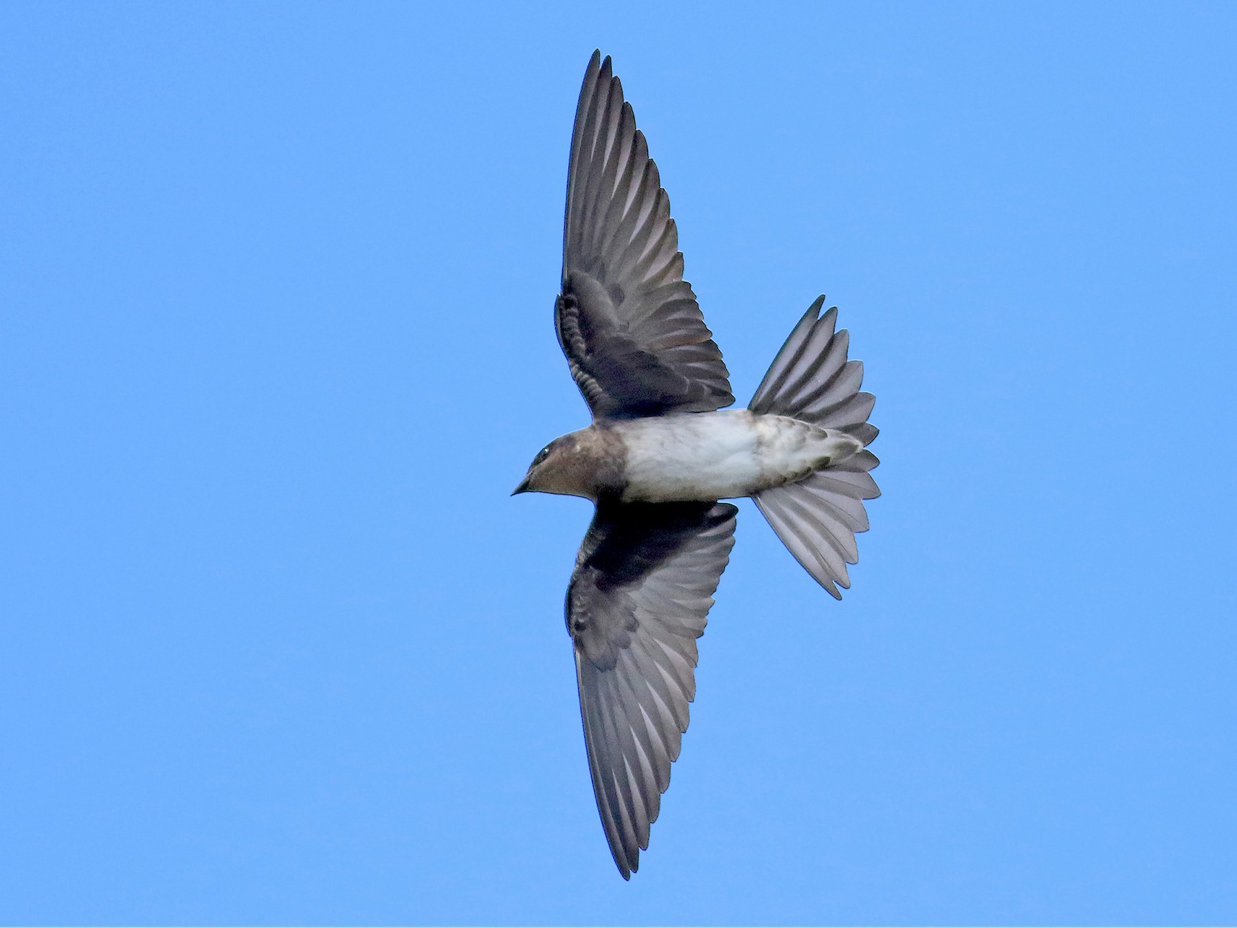 Cuban Martin - eBird