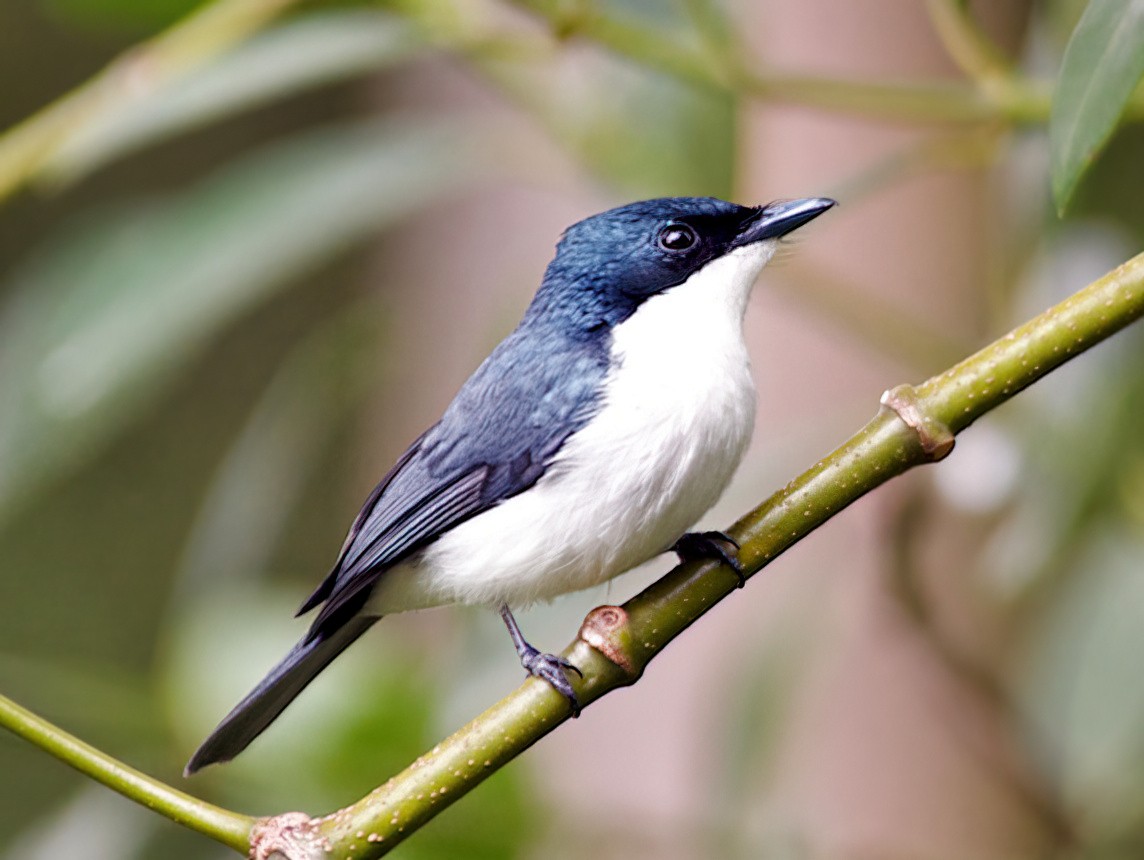 Sikatan kelabu - eBird