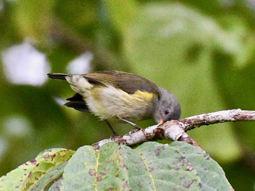 Obscure Berrypecker - eBird