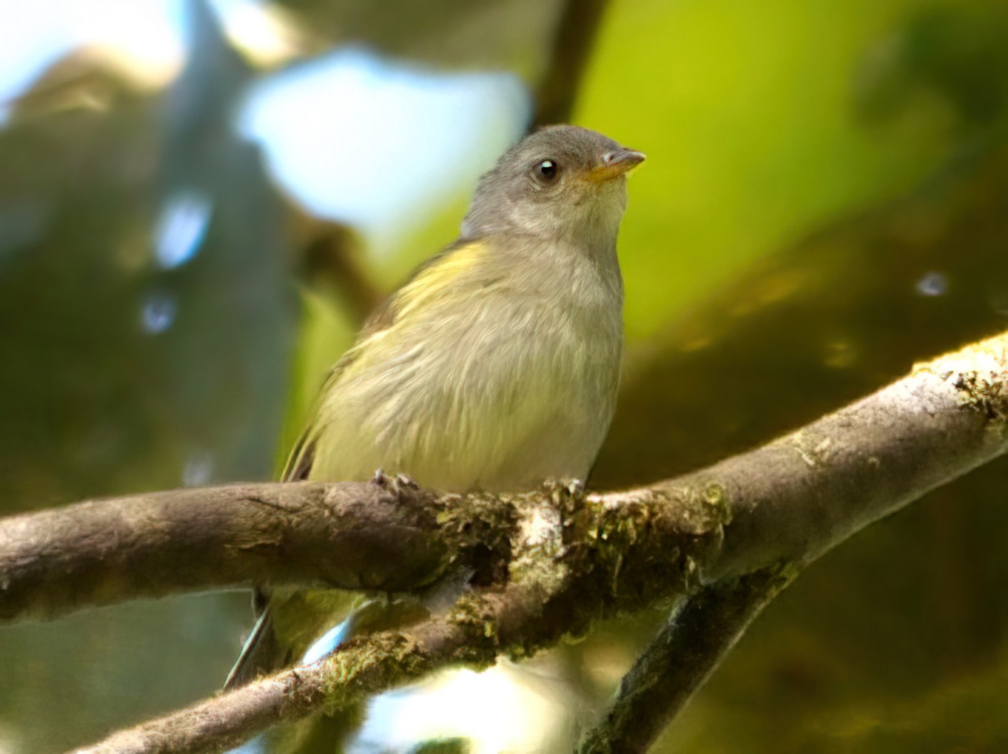 Obscure Berrypecker - eBird