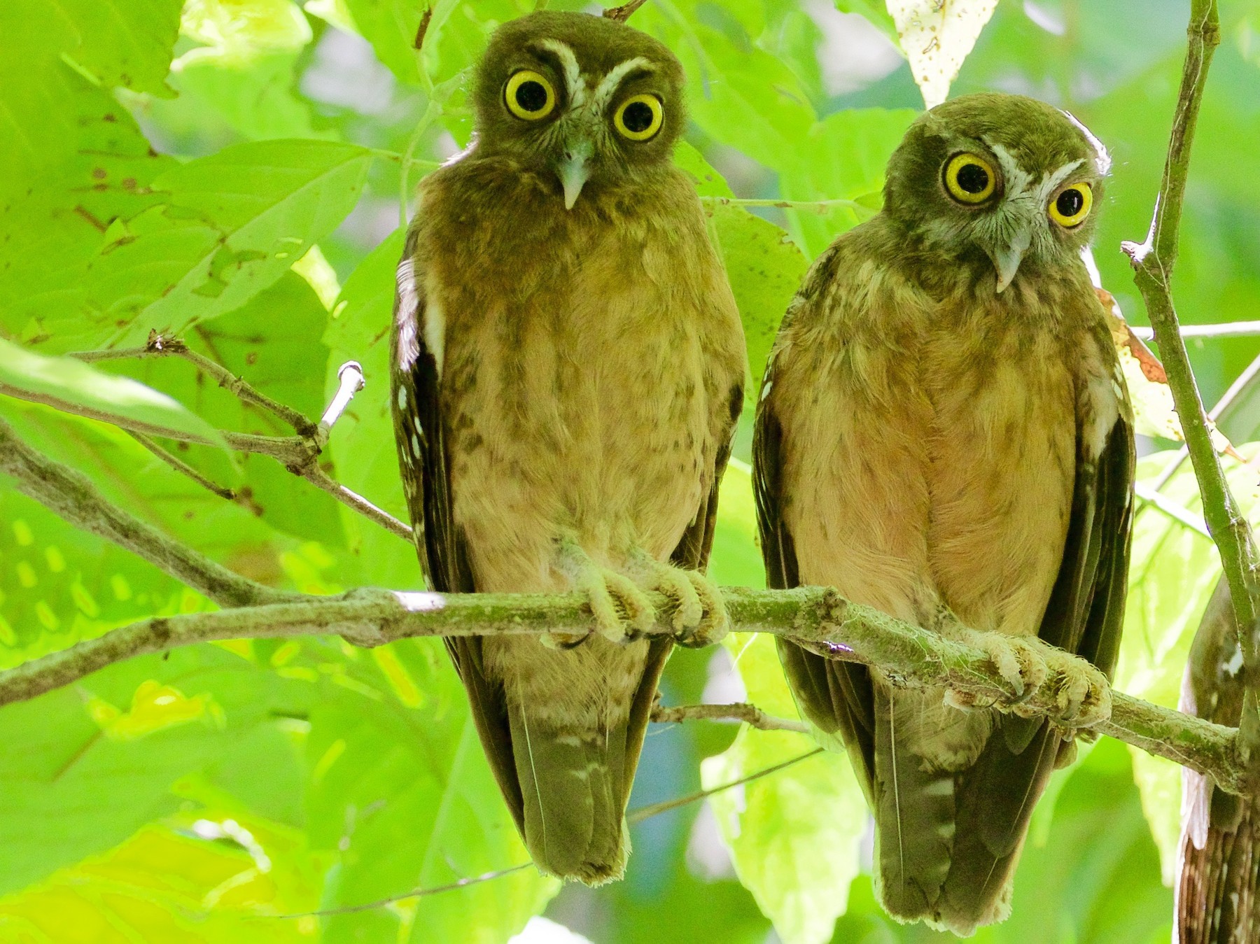 Ochre-bellied Boobook - eBird