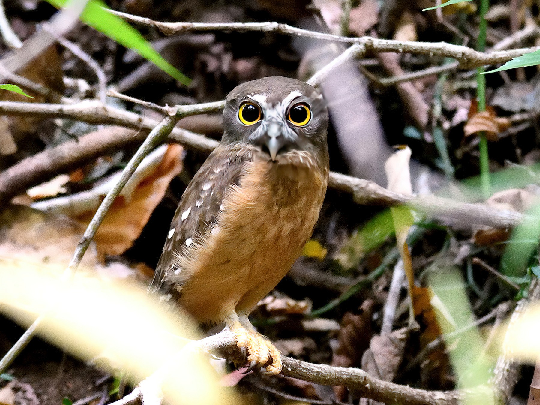 Ochre-bellied Boobook - eBird