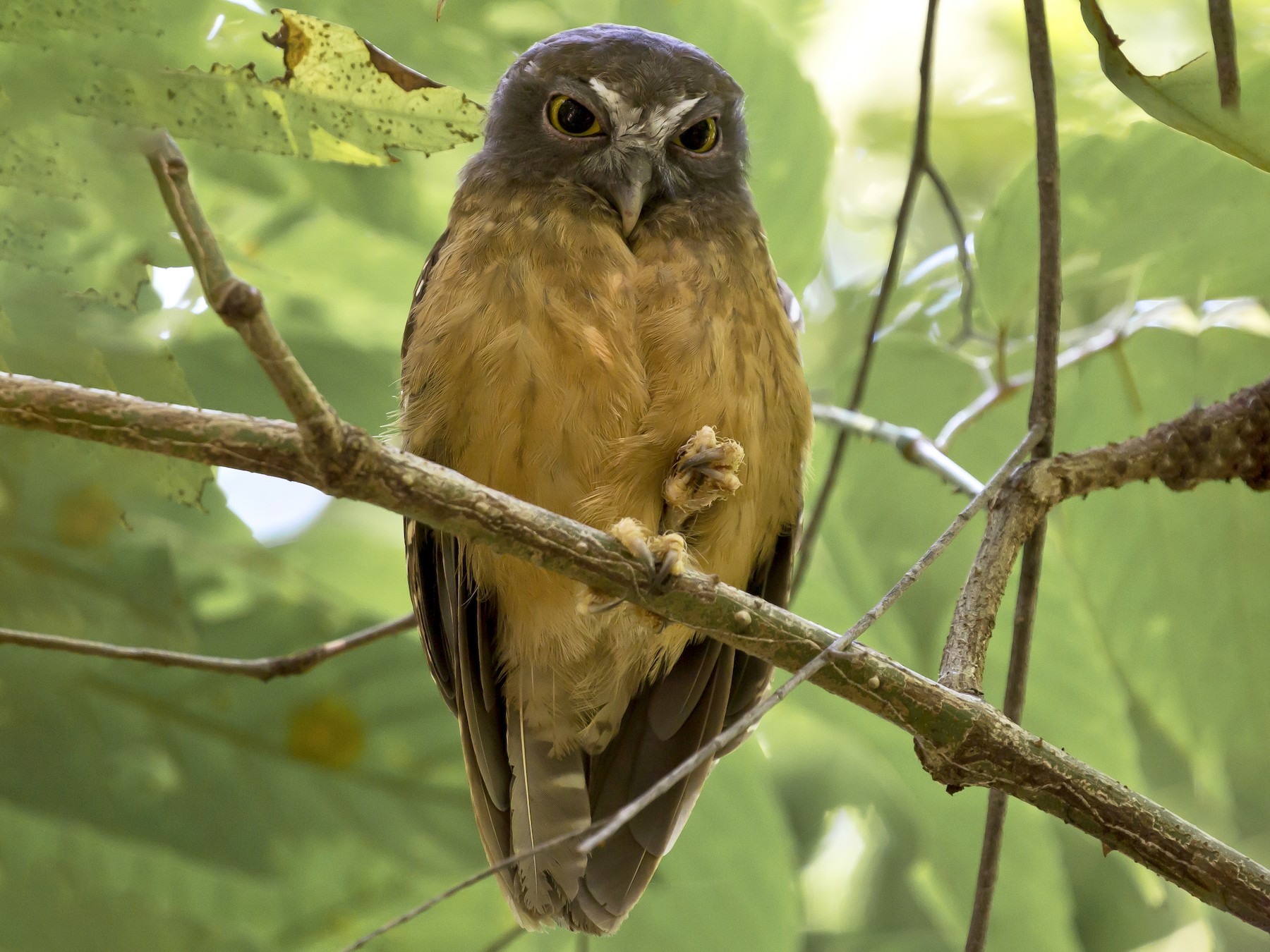Ochre-bellied Boobook - eBird