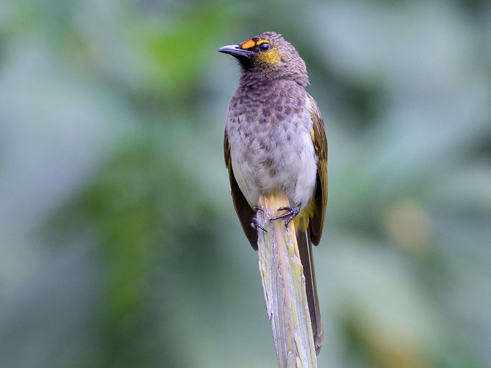 Orange-spotted Bulbul - eBird