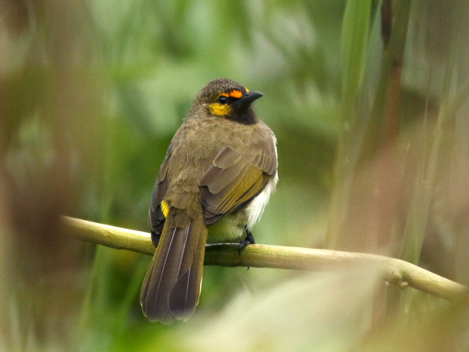 Orange-spotted Bulbul - eBird