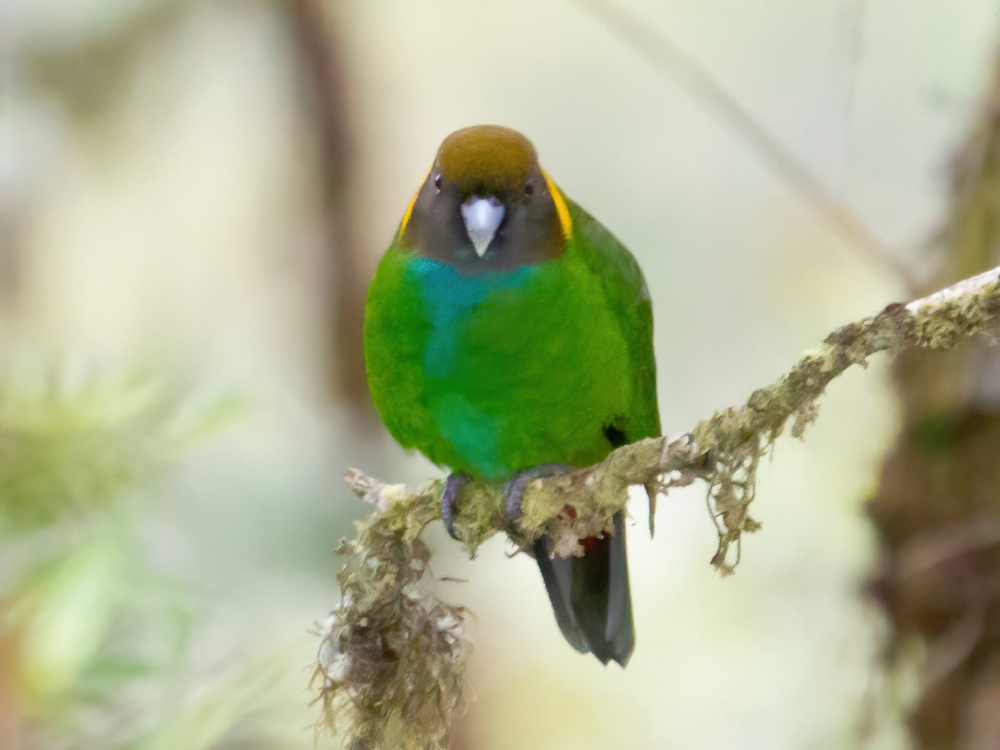 Painted Tiger-Parrot - eBird