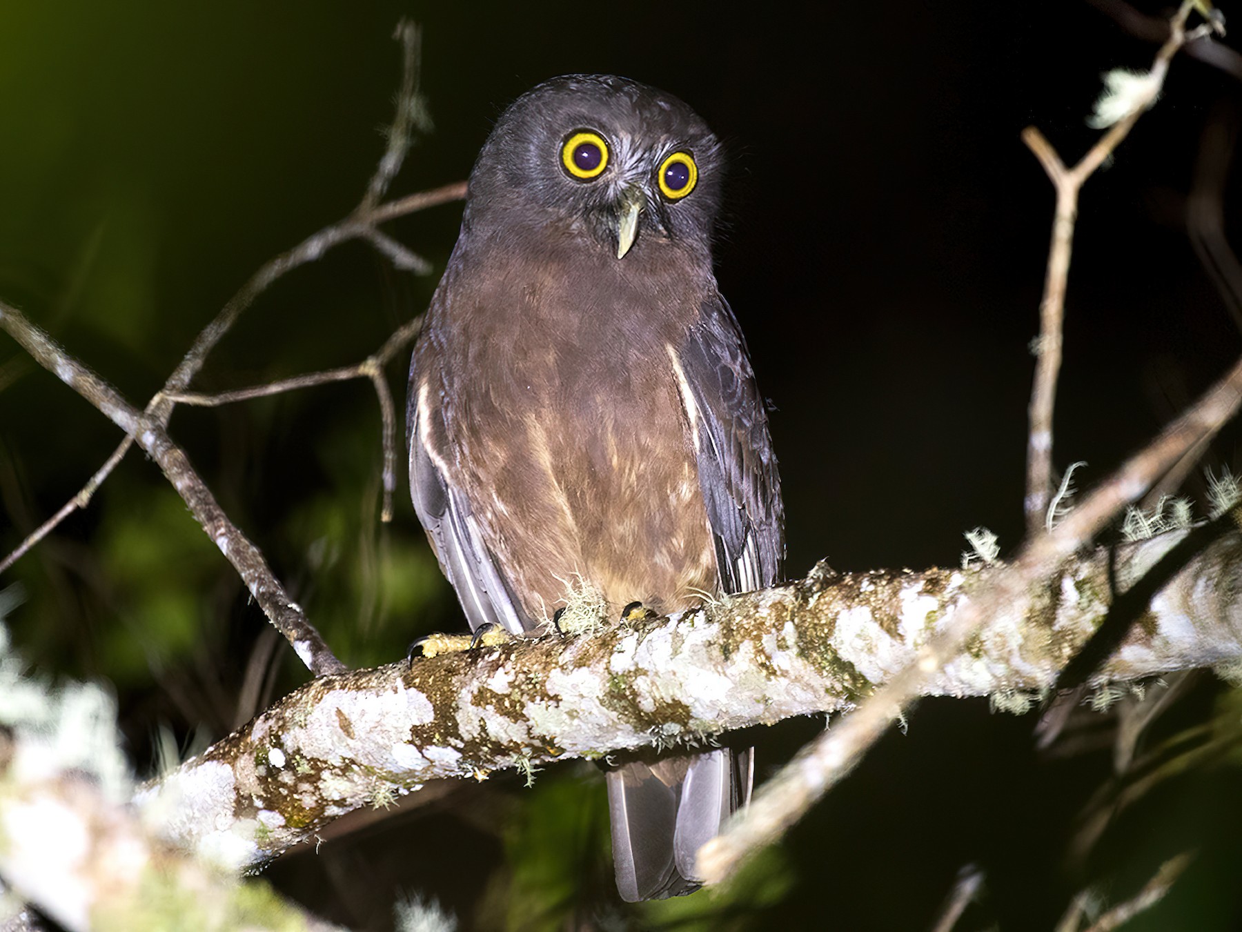 Papuan Boobook - eBird