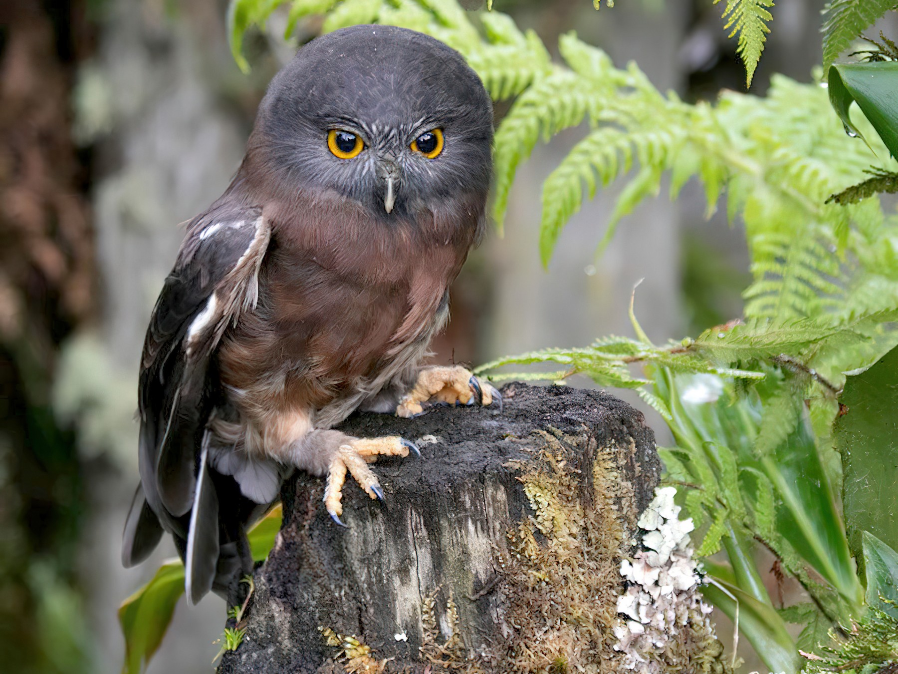 Papuan Boobook - eBird