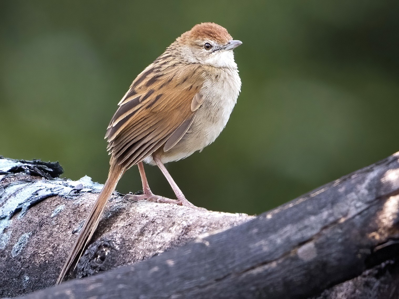 Papuan Grassbird - eBird