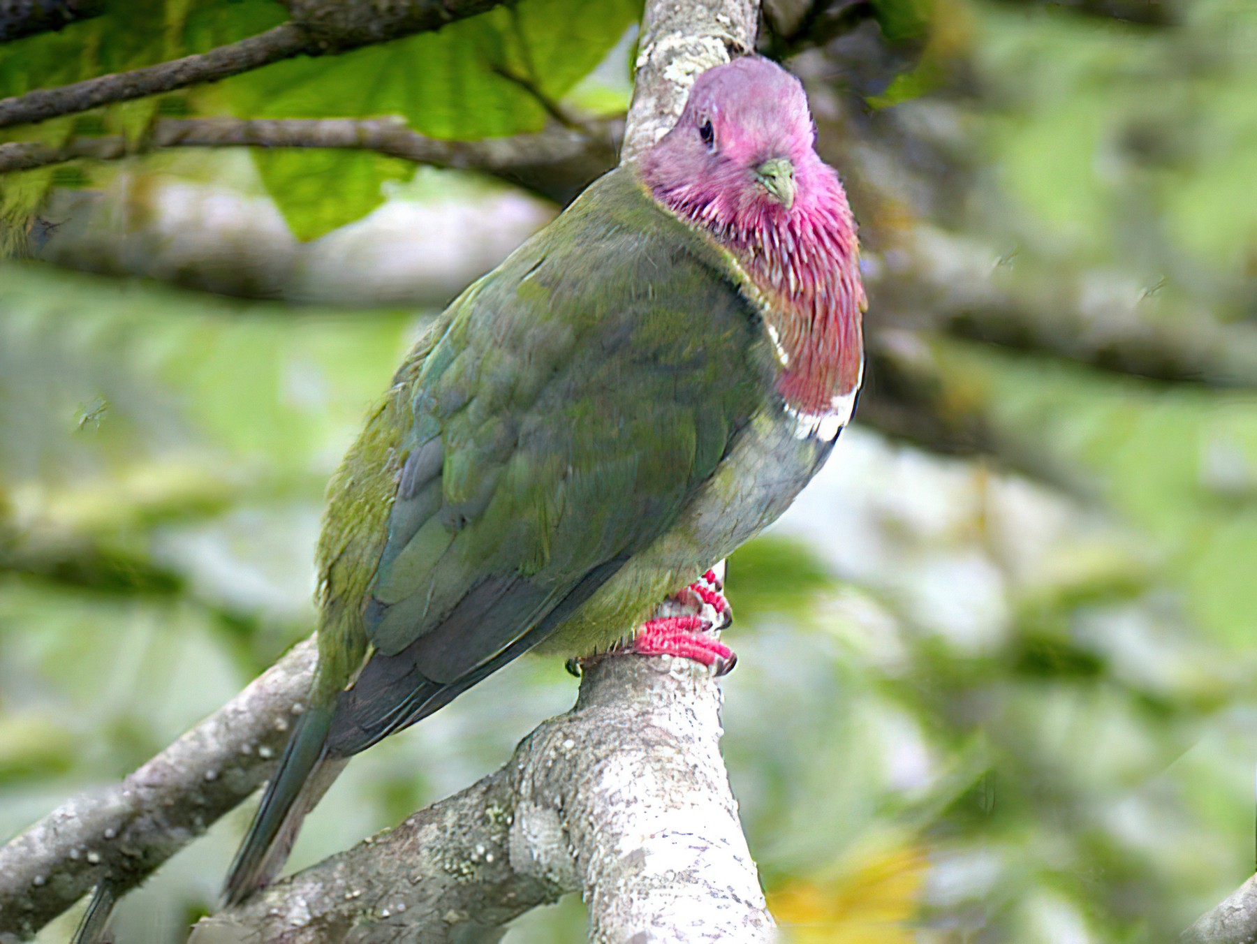Pink-headed Fruit-Dove - eBird