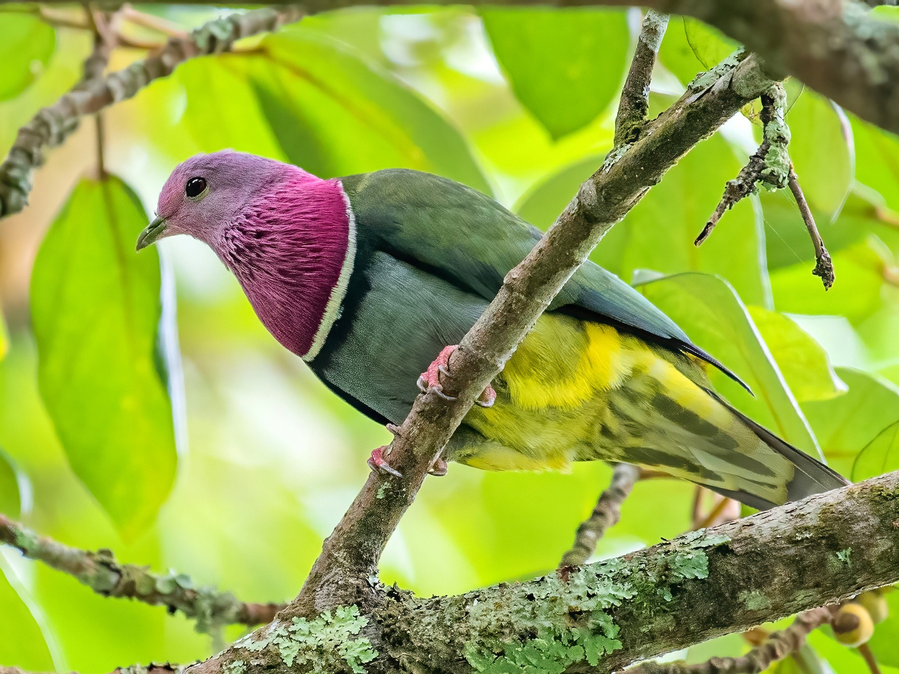 Pink-headed Fruit-Dove - eBird
