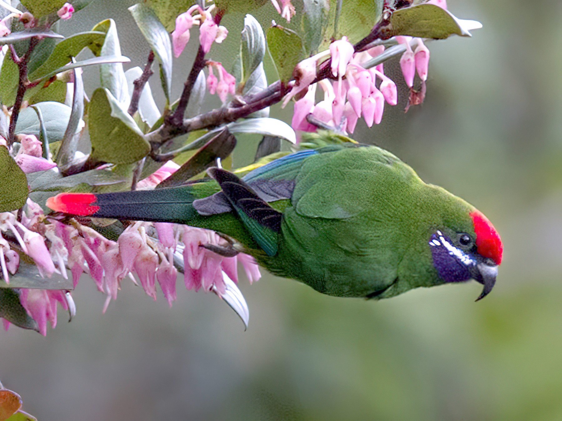 Plum-faced Lorikeet - eBird