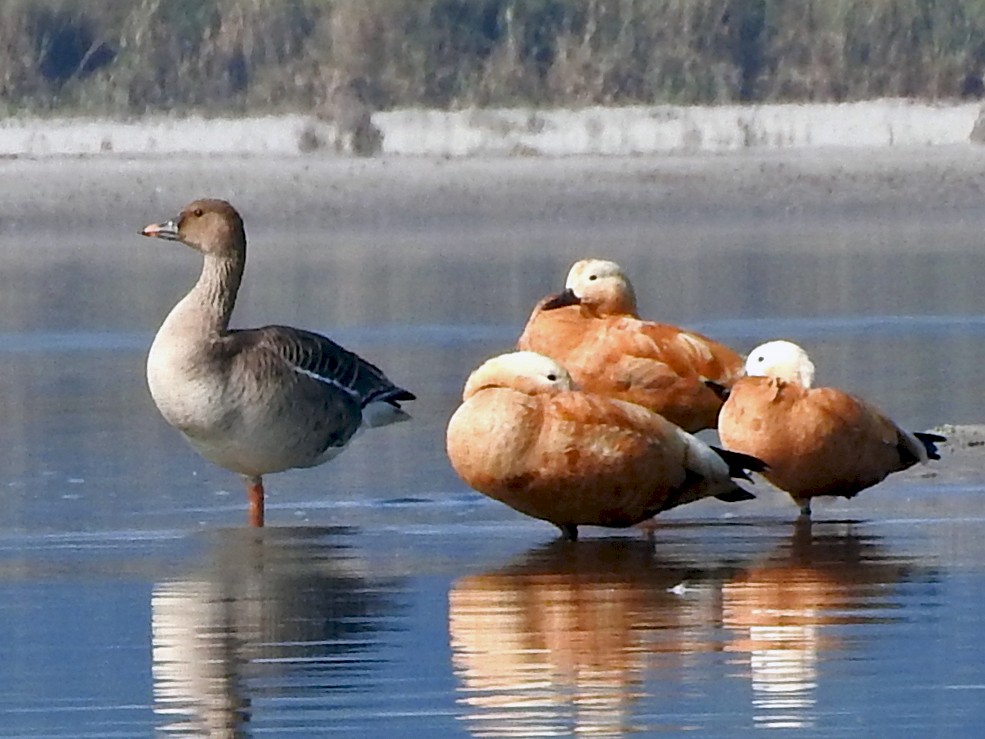 Tundra Bean-Goose - eBird