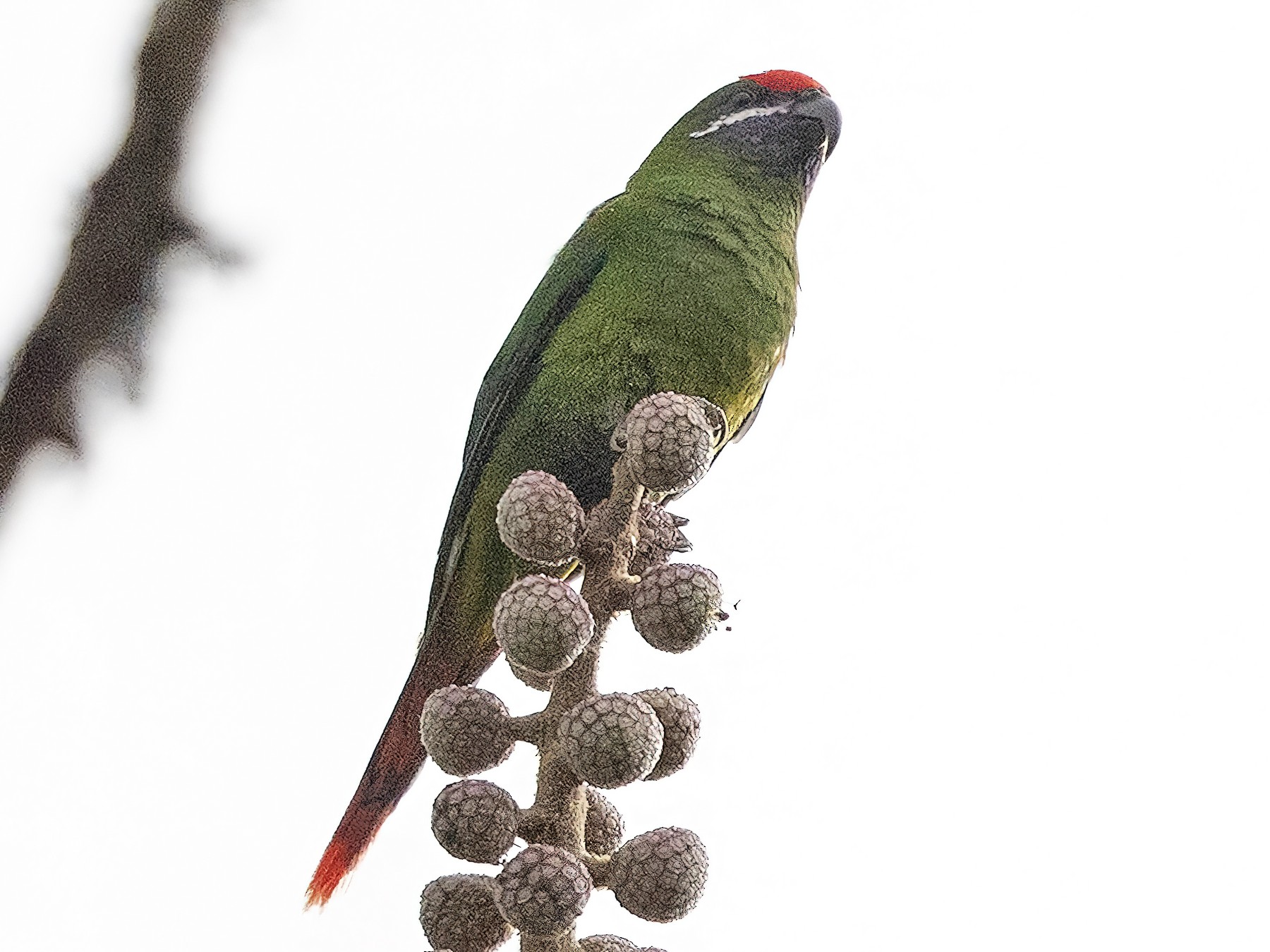 Plum-faced Lorikeet - eBird