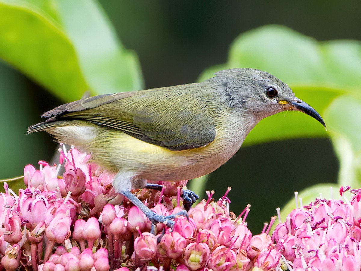 Pygmy Longbill - Oedistoma pygmaeum - Birds of the World