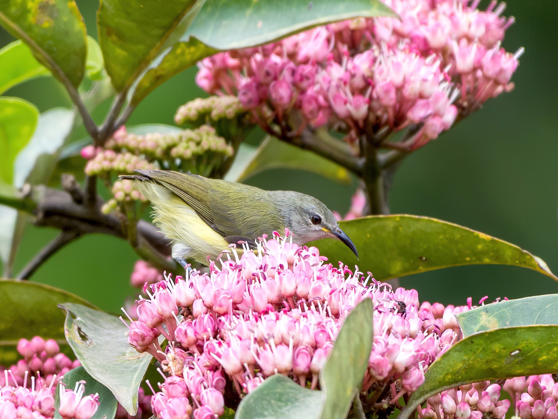 Pygmy Longbill - eBird