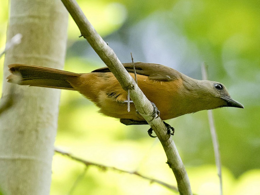 Raja Ampat Pitohui - eBird