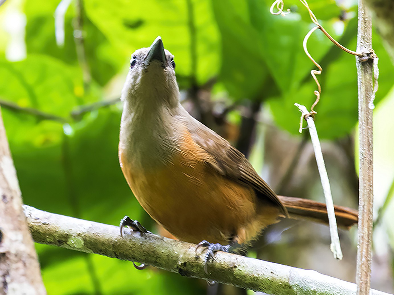 Raja Ampat Pitohui - eBird