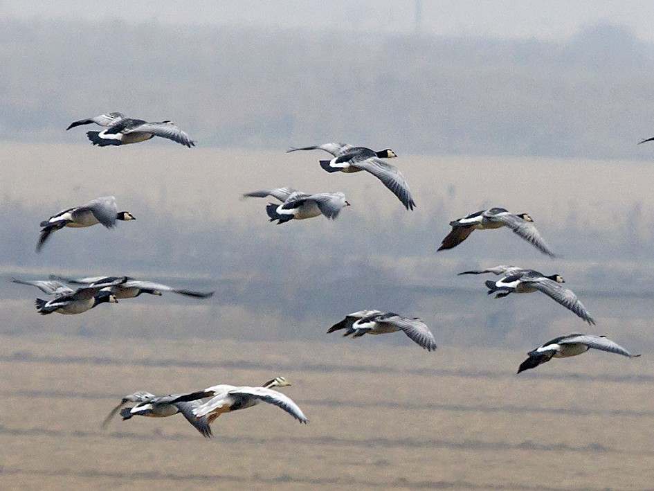 Barnacle Goose Migration