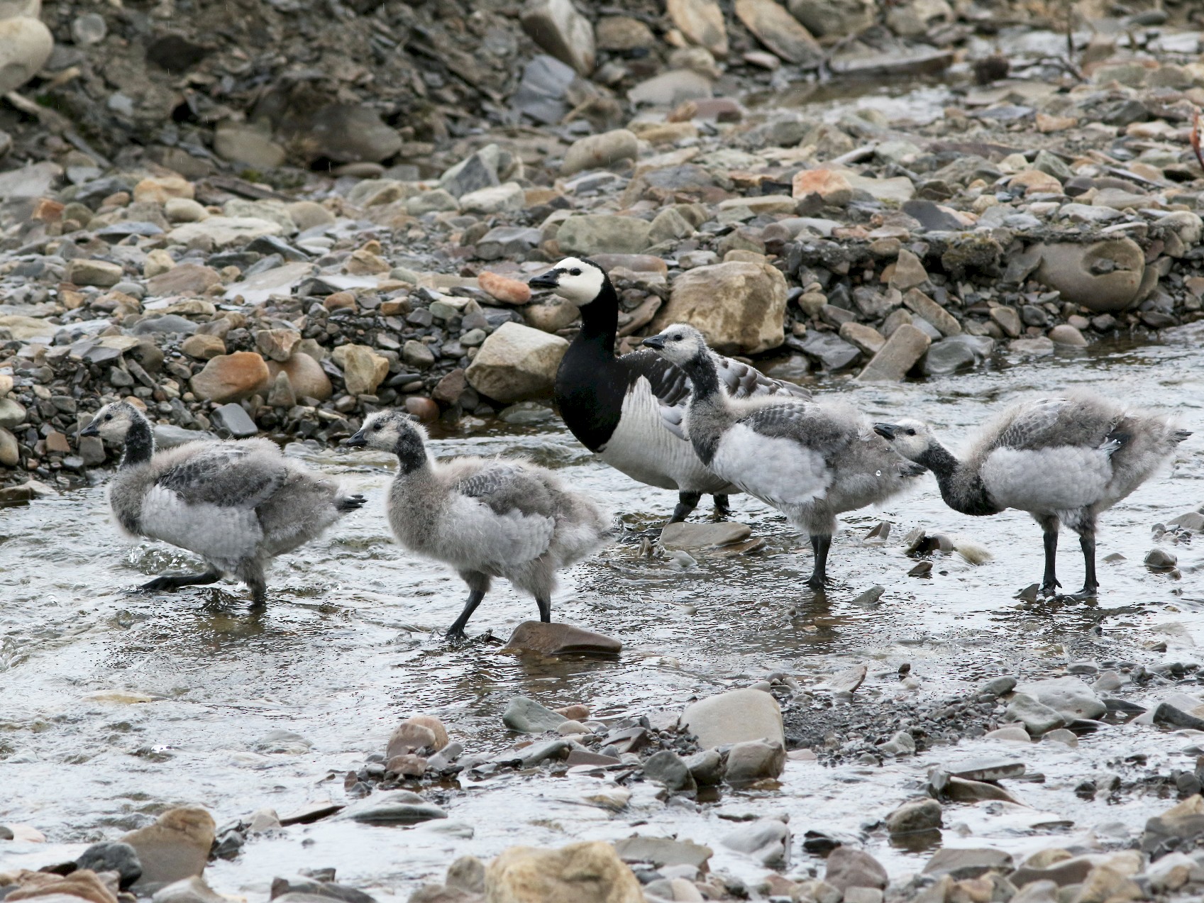 Barnacle Goose - eBird