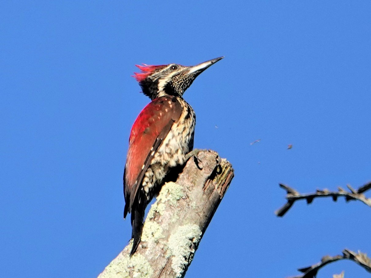 Red-backed Flameback - eBird