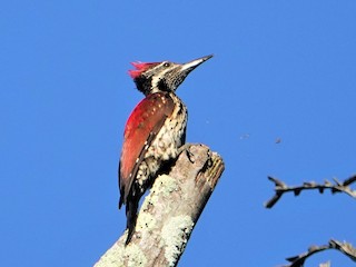 Red-backed Flameback - eBird