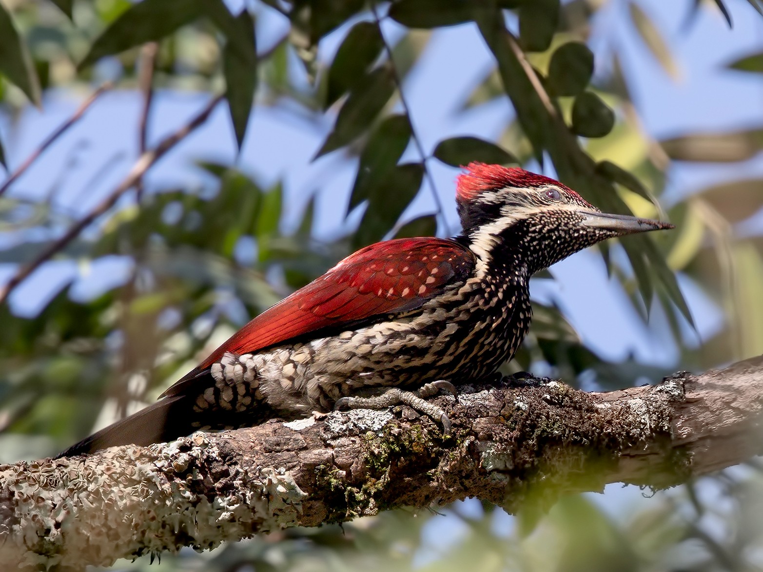 Red-backed Flameback - eBird