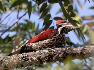 Red-backed Flameback - eBird