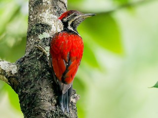 Red-backed Flameback - eBird