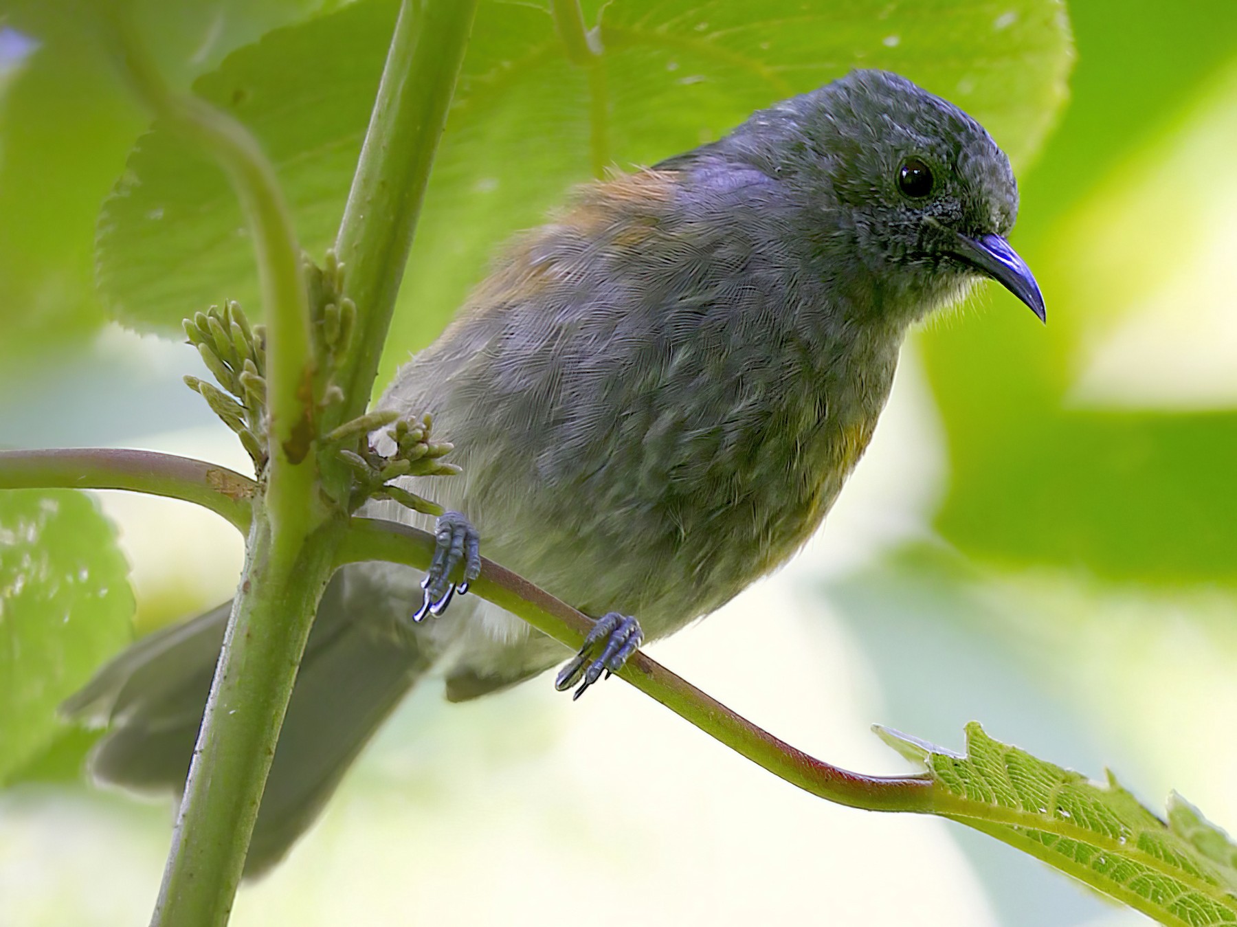 Rufous-sided Honeyeater - eBird