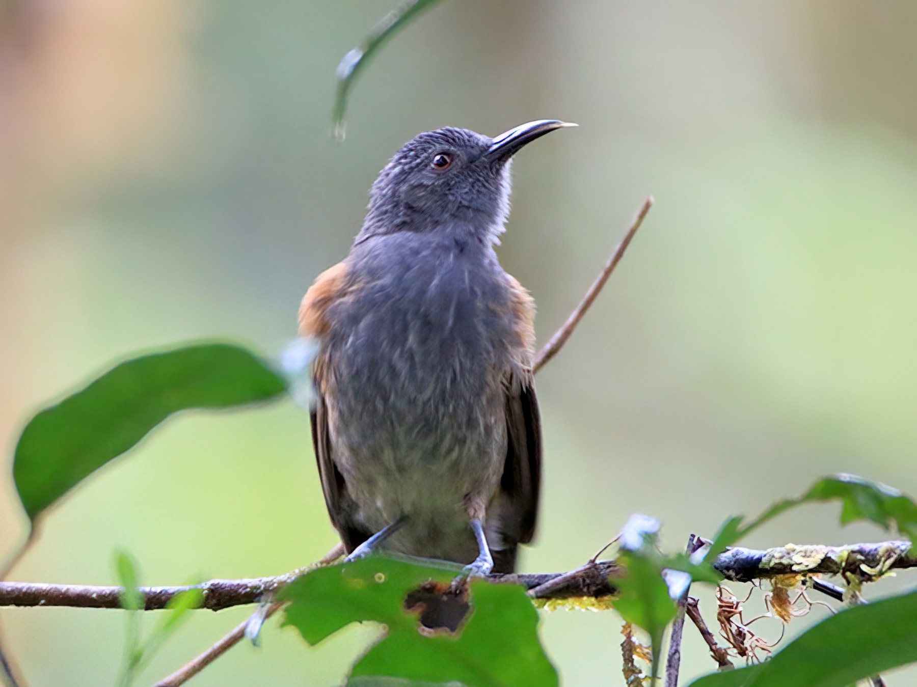 Rufous-sided Honeyeater - eBird