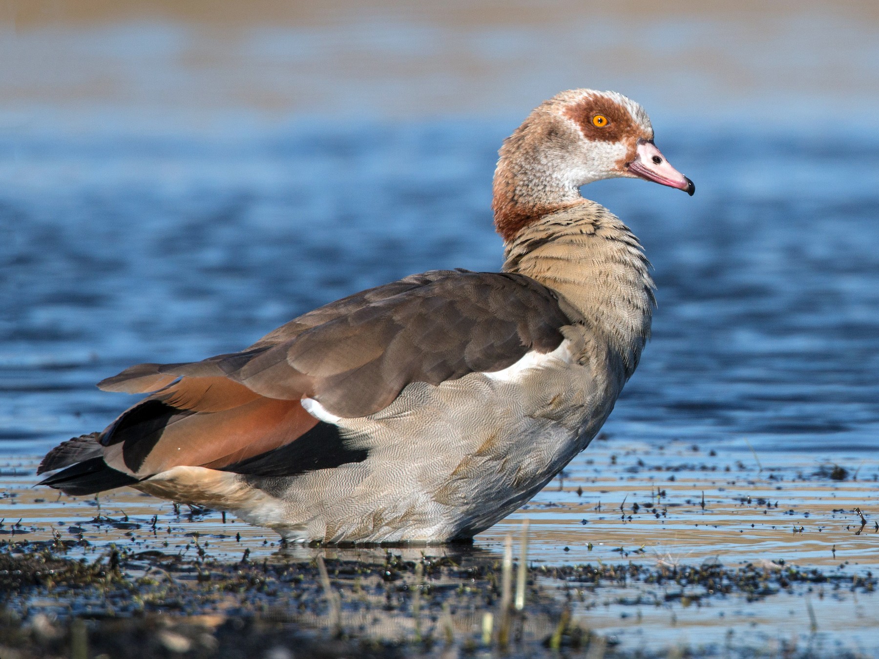 Egyptian Goose - eBird